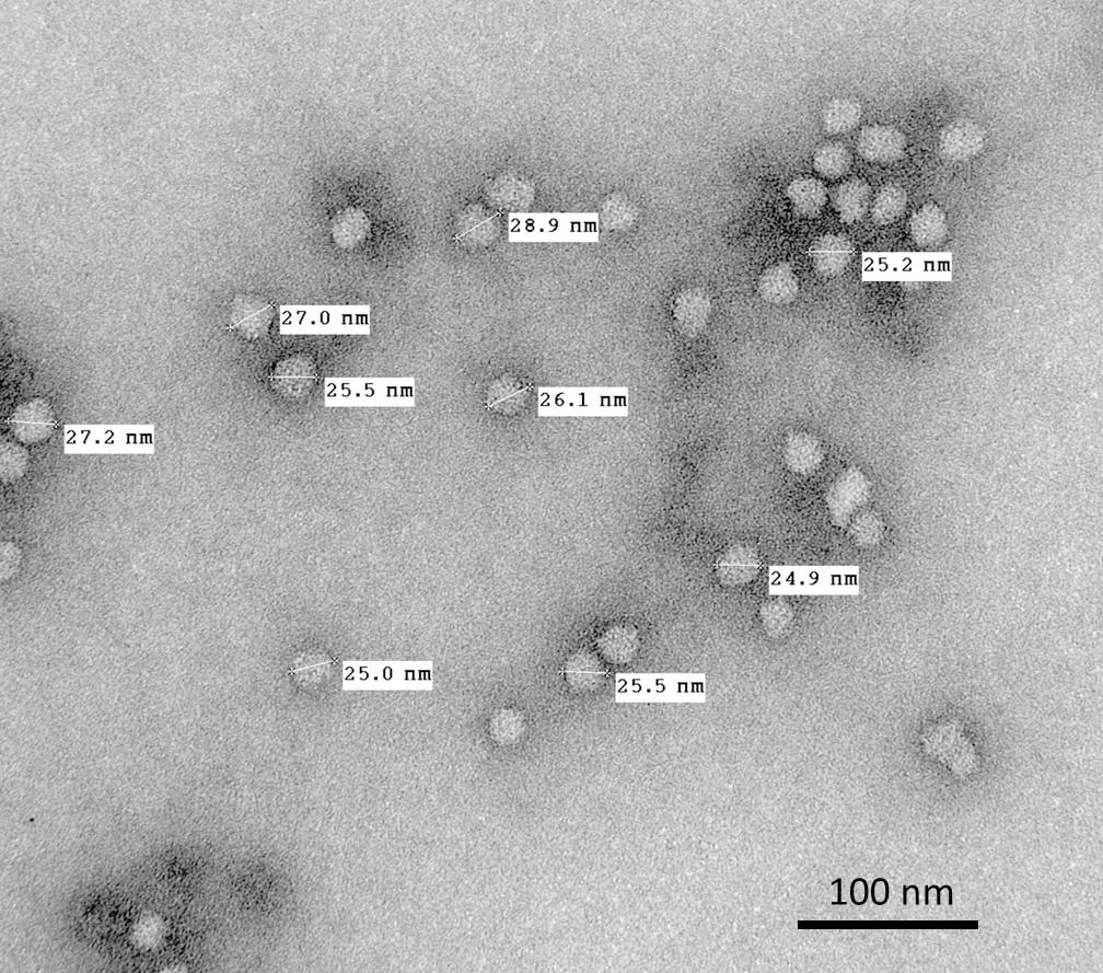 chitosan nanoparticles